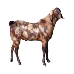 BuckRate - Online Marketplace for Goat and Sheep Sector