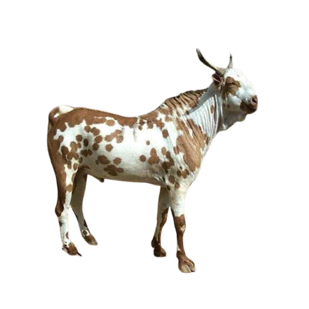 BuckRate - Online Marketplace for Goat and Sheep Sector