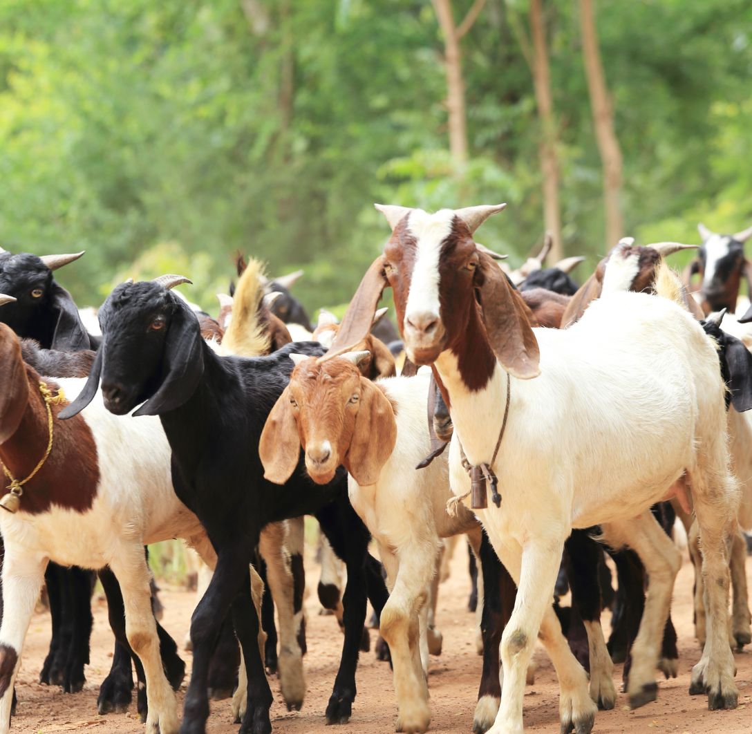 BuckRate - Online Marketplace for Goat and Sheep Sector