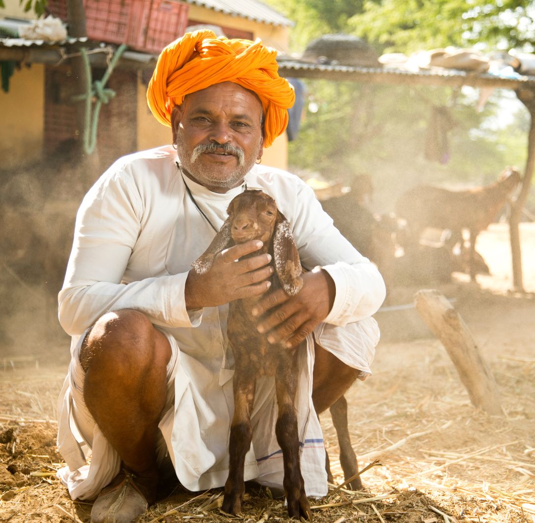 BuckRate - Online Marketplace for Goat and Sheep Sector