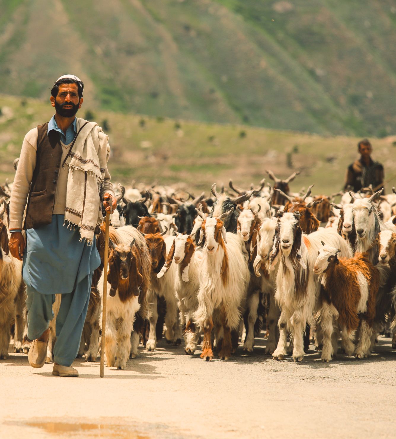 BuckRate - Online Marketplace for Goat and Sheep Sector